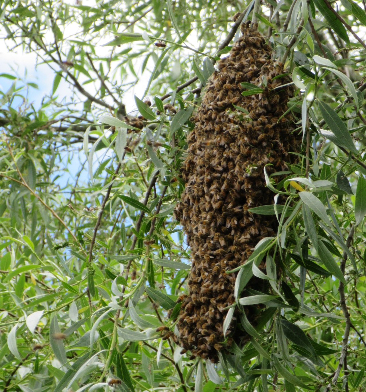 Summer Swarming - Bradfields Farm Dairy